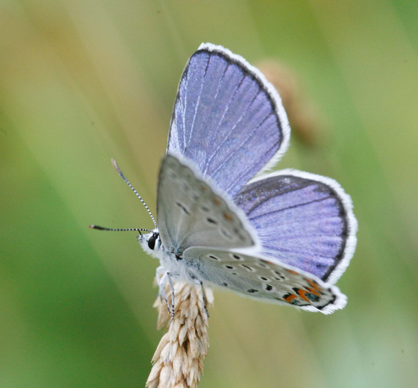 Home - Endangered and Threatened Species in Illinois - LibGuides at ...